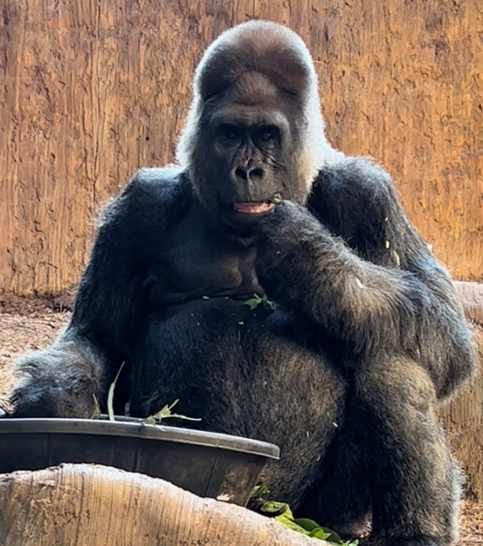 The Toronto Zoo on Twitter: "RT @tozookeepers: Our #gorilla team recently had a very special ...