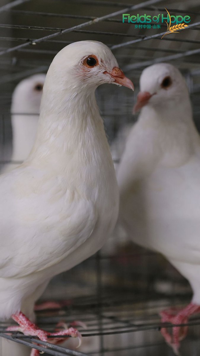 To Develop Industries Such As Pigeon Farming And Promote Modern to-develop-industries-such-as-pigeon-farming-and-promote-modern