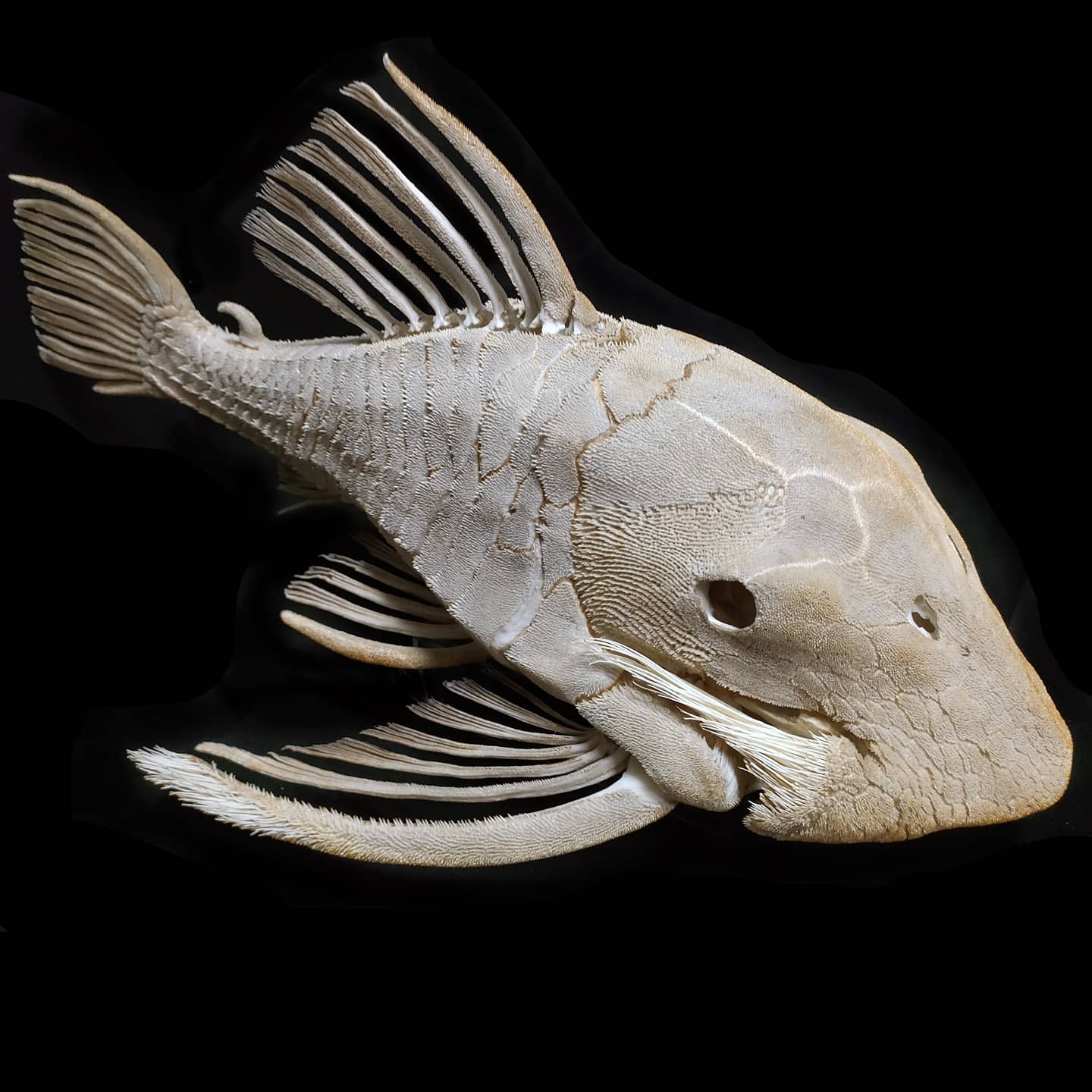Armored Catfish Skeleton