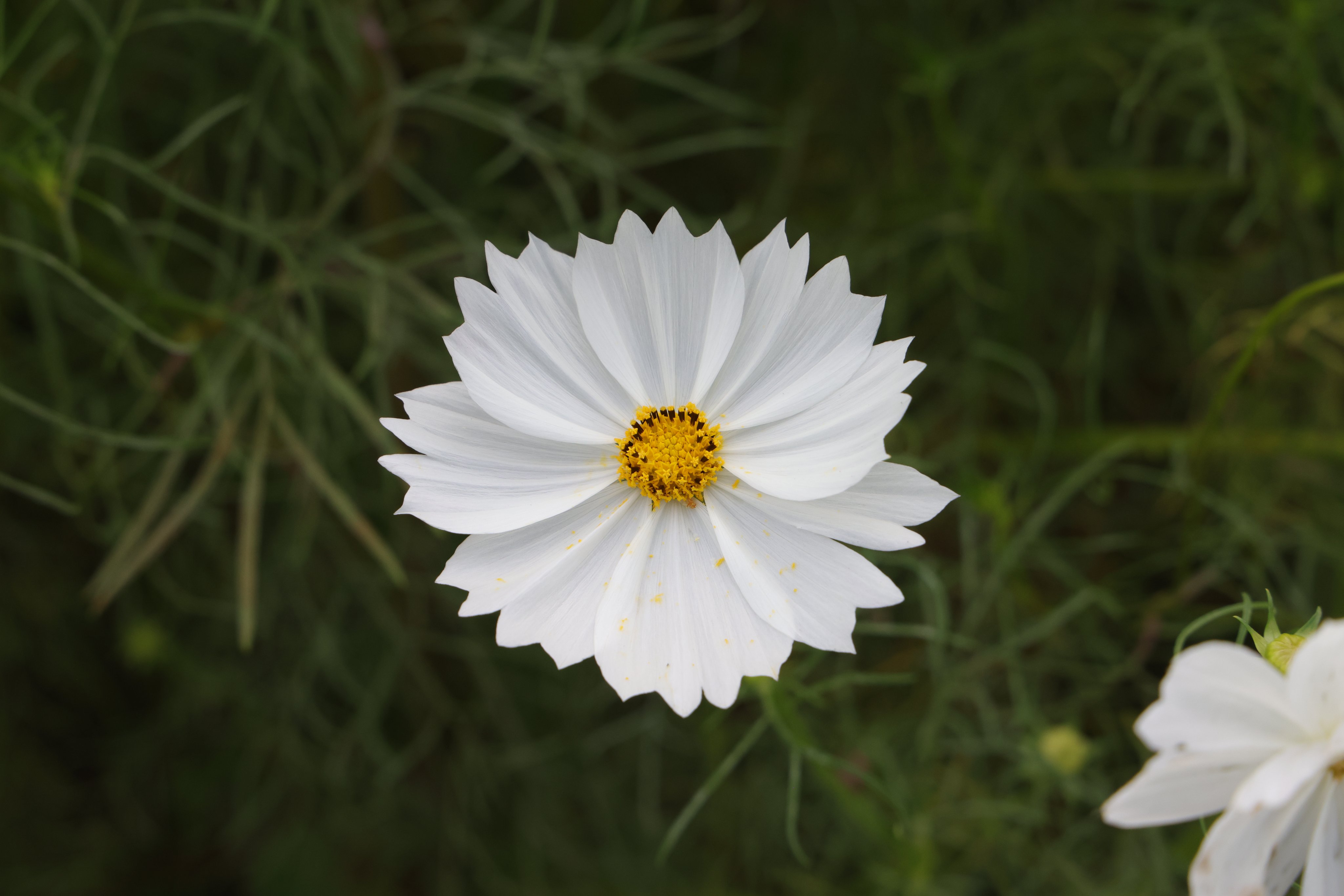 NPO法人香取市与田浦を考える会 on Twitter: "第18回（2022）与田浦コスモスまつり 本日から開催されました。 今朝撮影したNHK千葉により、新種「チョコレート」を含めニュース ...