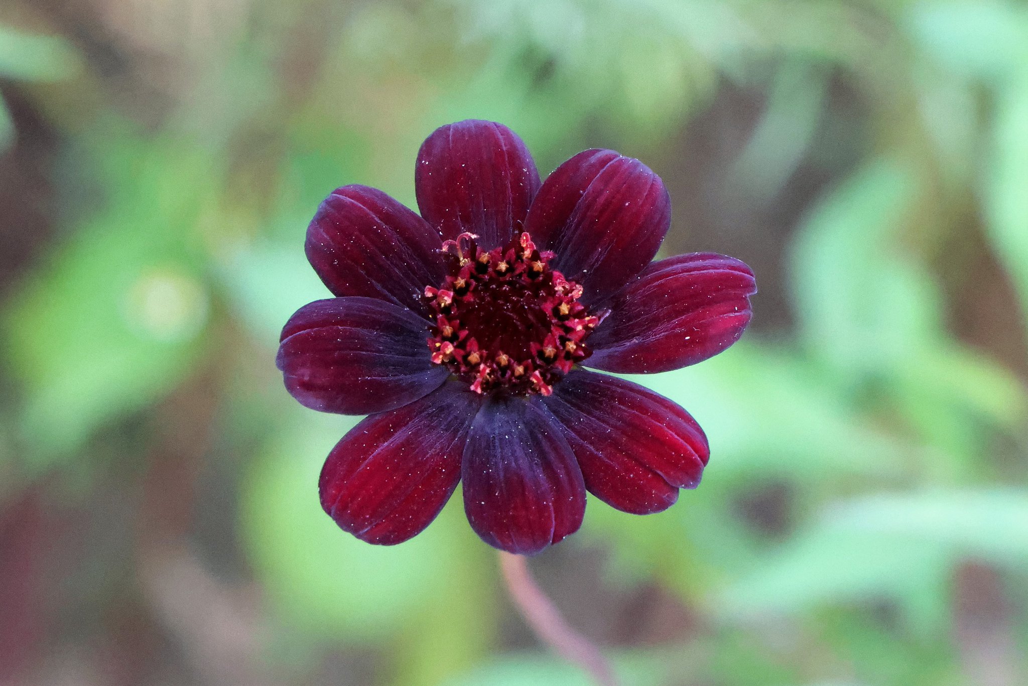 NPO法人香取市与田浦を考える会 on Twitter: "第18回（2022）与田浦コスモスまつり 本日から開催されました。 今朝撮影したNHK千葉により、新種「チョコレート」を含めニュース ...