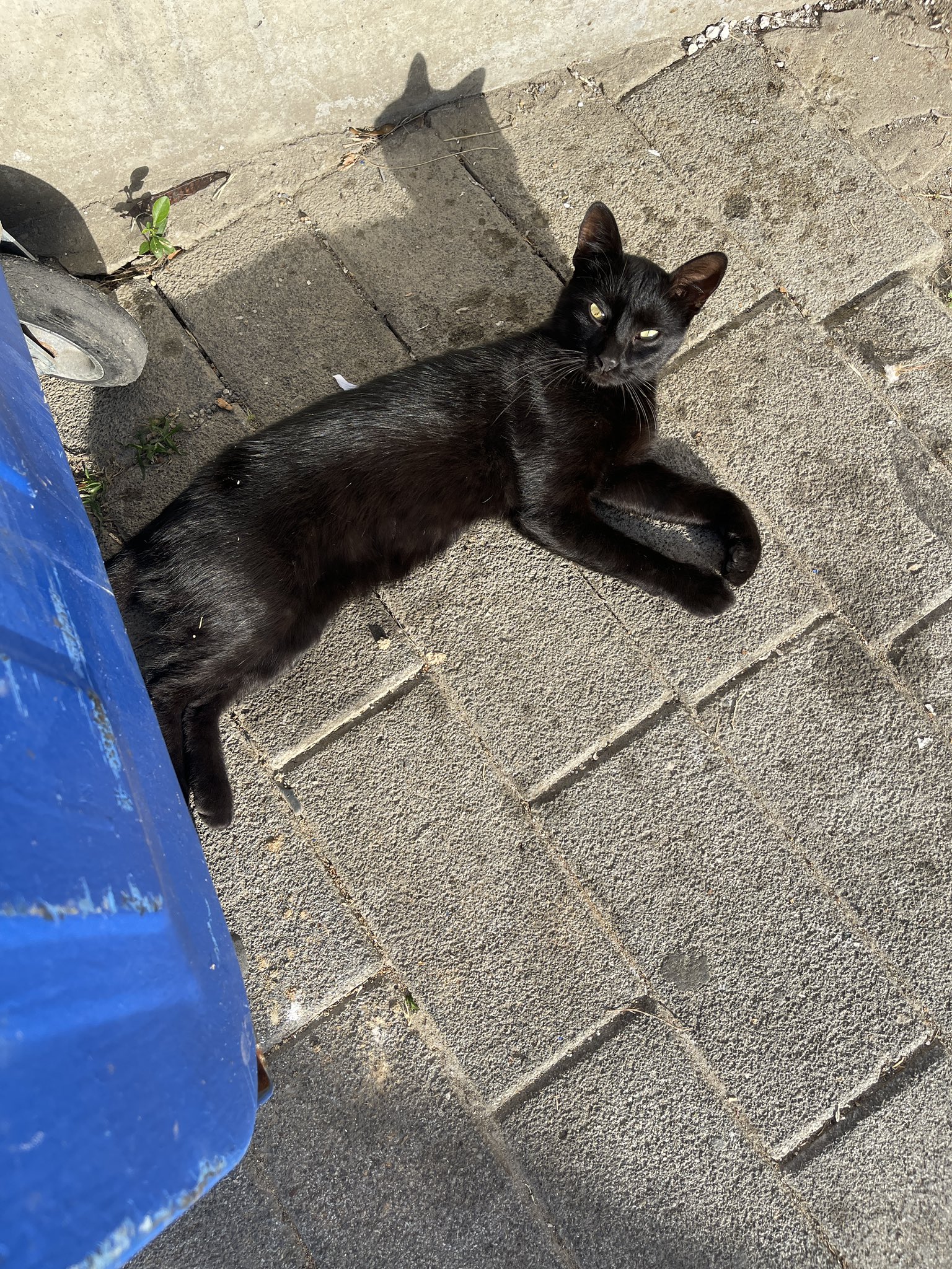 Chris Arnade 🐢 🐈‍⬛ (@Chris_arnade) / Twitter