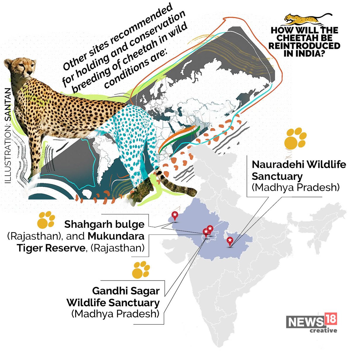 A look at how the cheetah became extinct in India, and a peek into the ...