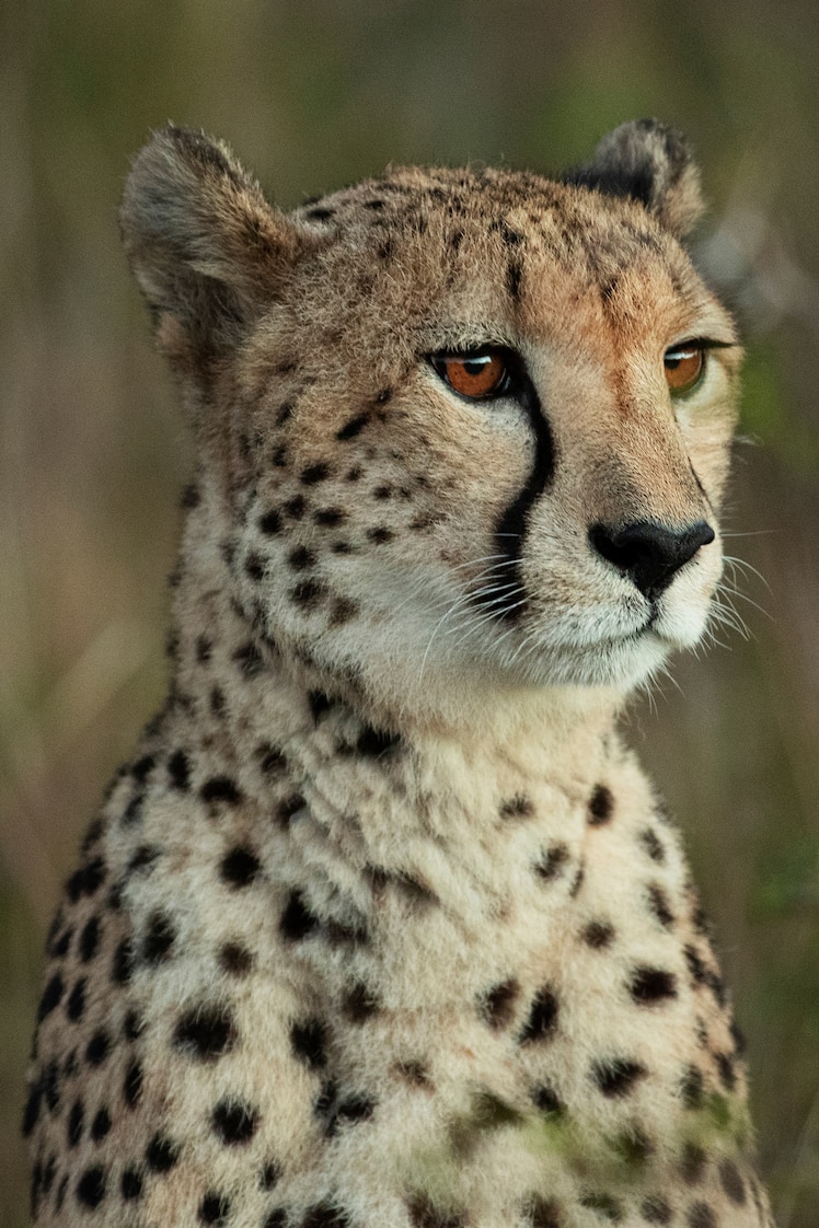 Asiatic cheetahs flourished in India till the 19th century. 144 years ...