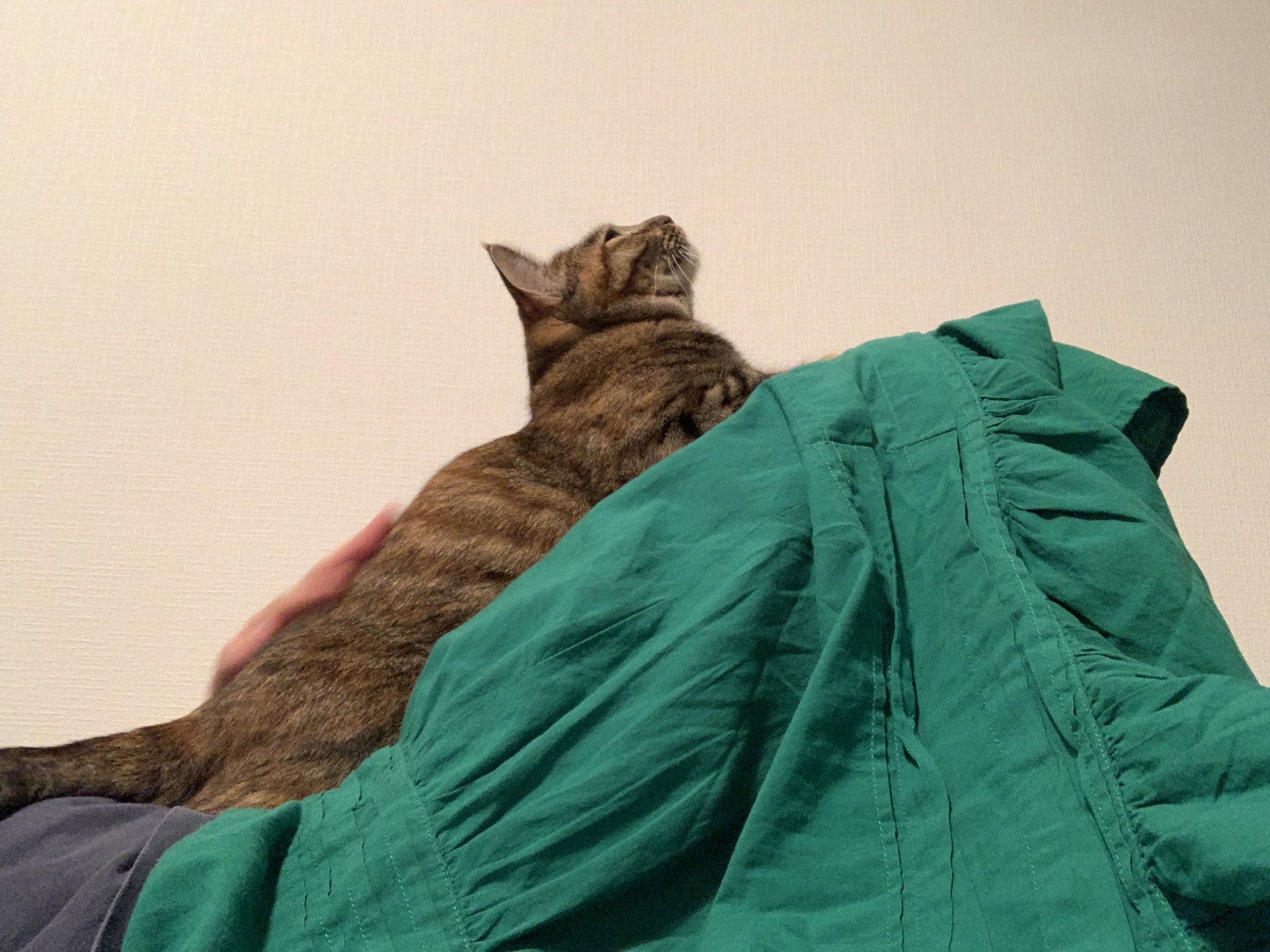 月亭天使 On Twitter うちの猫ちゃんの好きなスタイルは、私が寝転がって膝を立てたところに、手を引っ掛けて座るスタイル。そのまま、お背中を撫でたら喜ばれます。 T