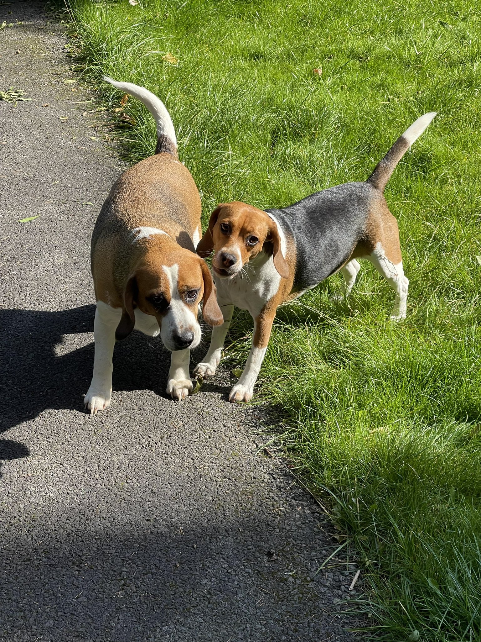 Are Beagles Playing Or Fighting