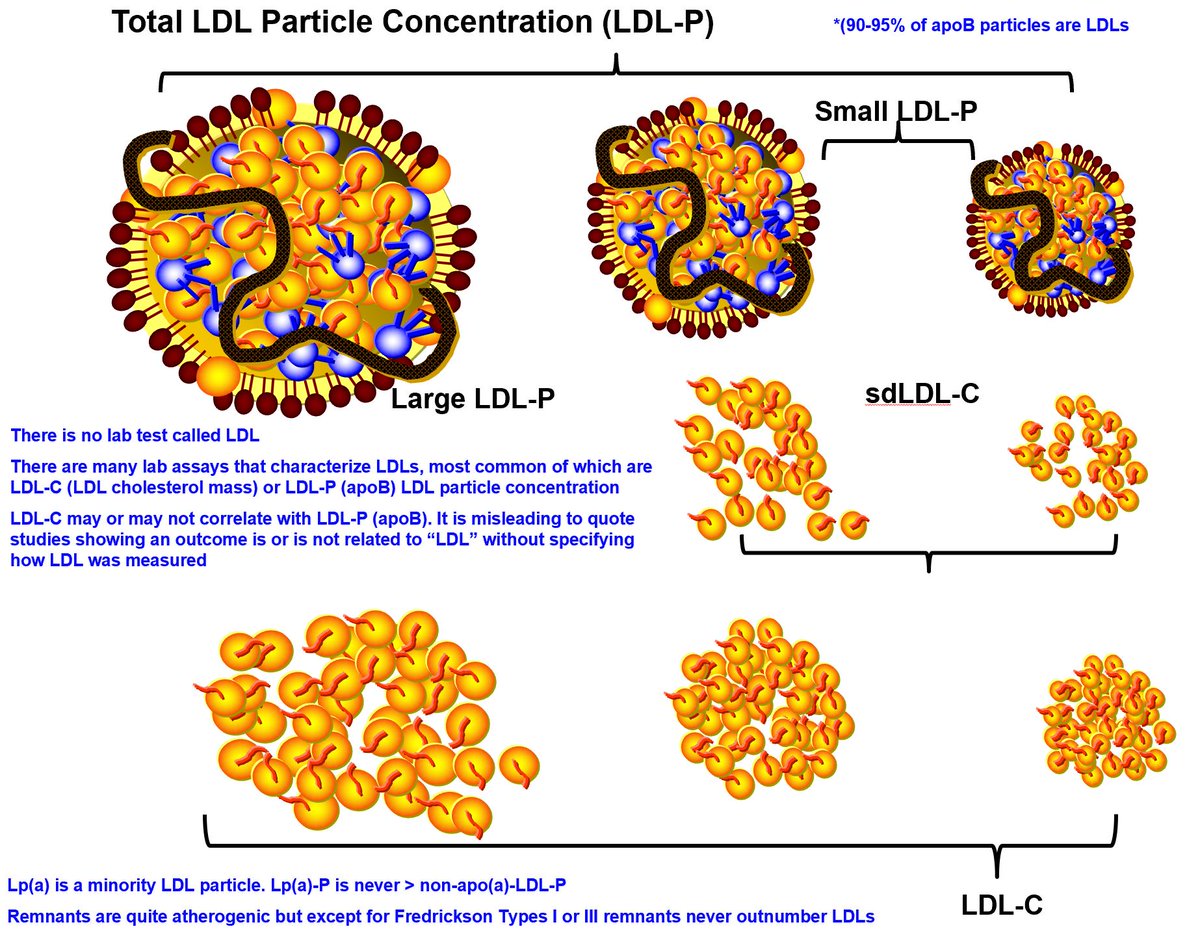 Thomas Dayspring on Twitter: "LDL TWEET (1): LDLs are a heterogenous group of apoB-containing ...