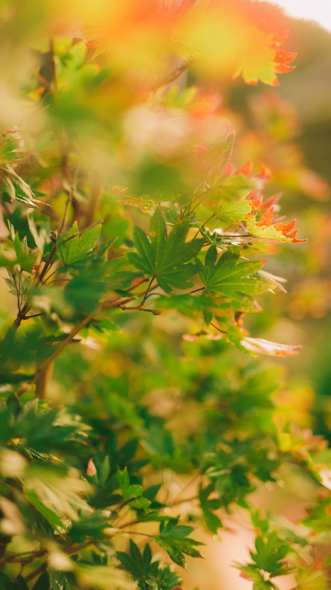 TAKASU TILE / 田舎暮らしの日常 on Twitter: "庭にも秋がきています🍁 https://t.co/Mk7ephdqXY" / Twitter