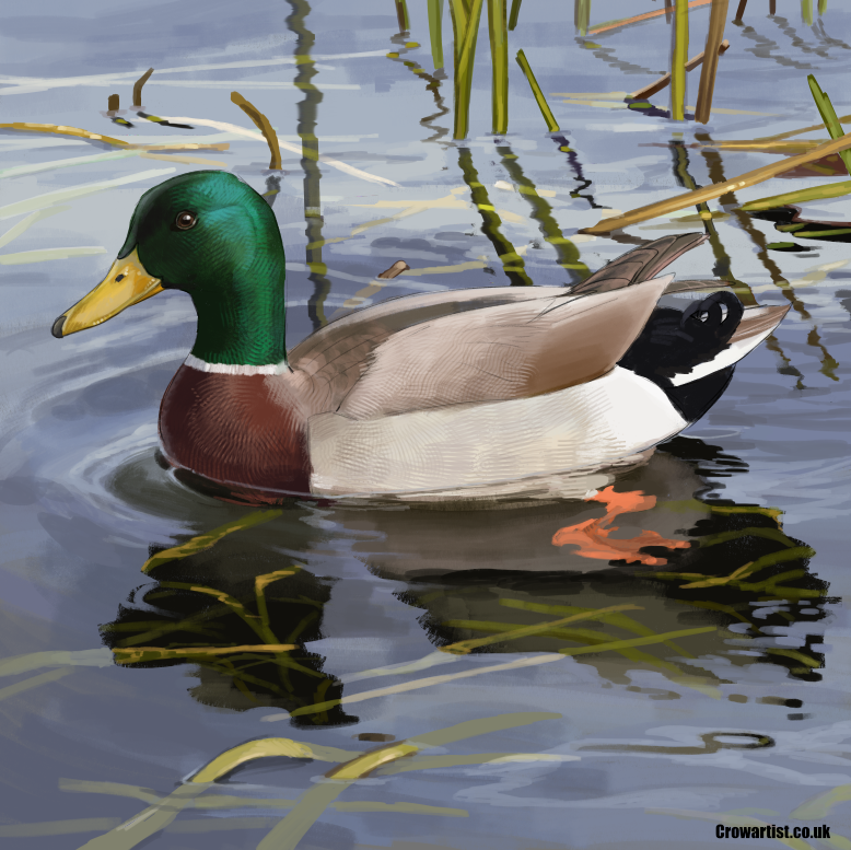 Duck Acrylic Painting