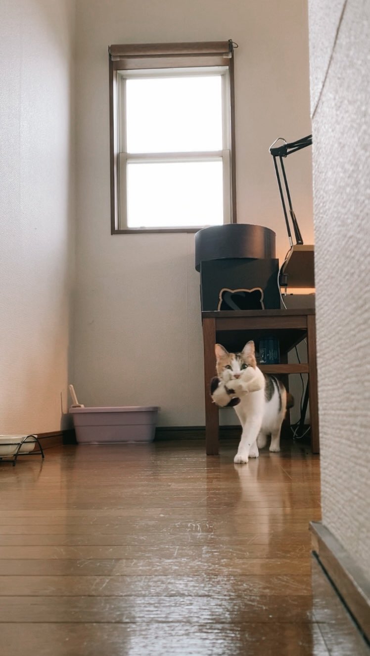 🍁 ここ 🍁 (@ccc_mofu) / Twitter