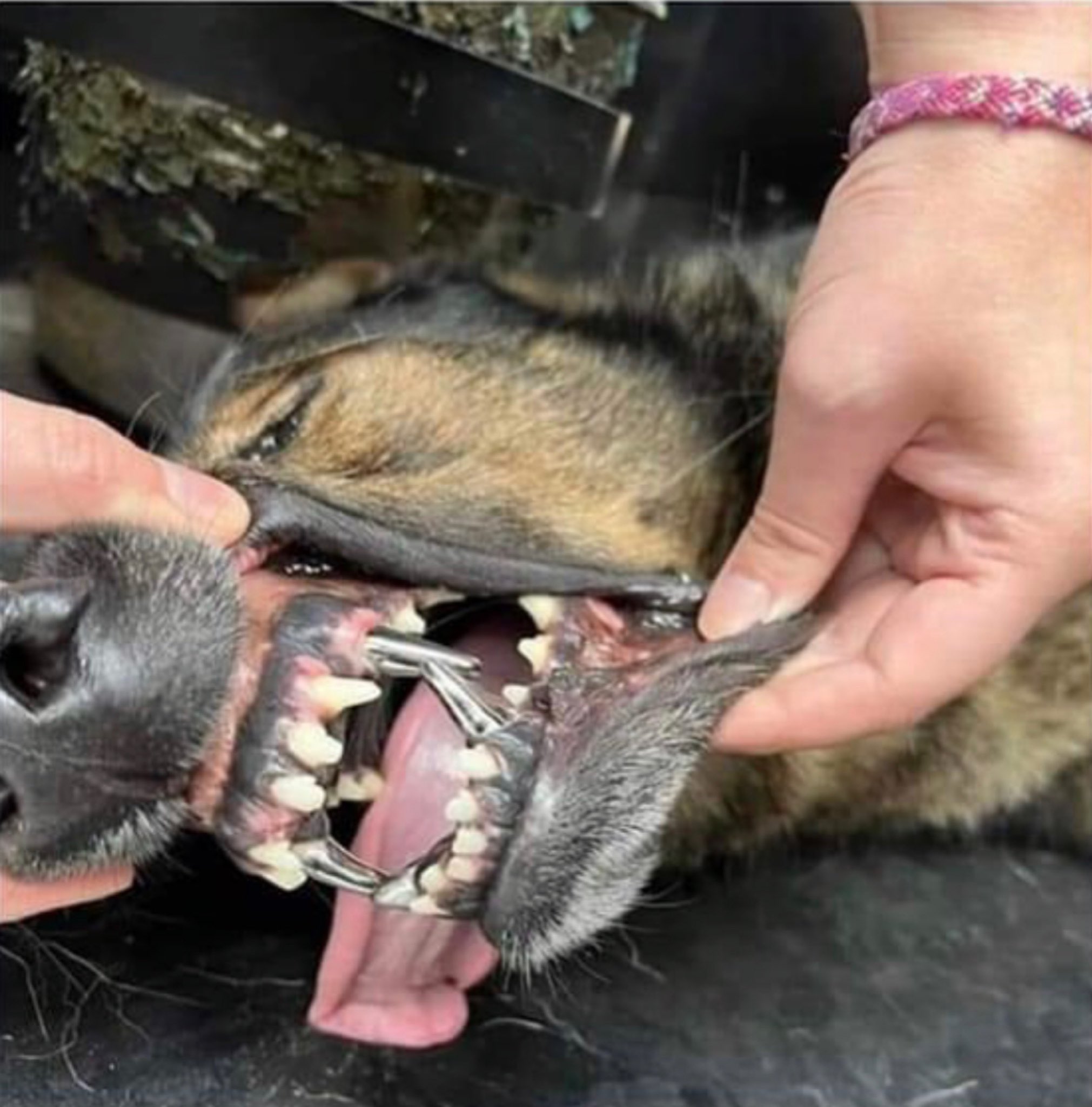 Army Dogs With Titanium Teeth