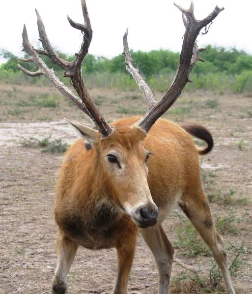 Père David's deer thriving again in China. The deer aka milu 麋鹿 or 四不像 ...