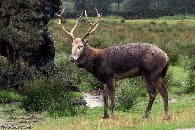 Père David's deer thriving again in China. The deer aka milu 麋鹿 or 四不像 ...