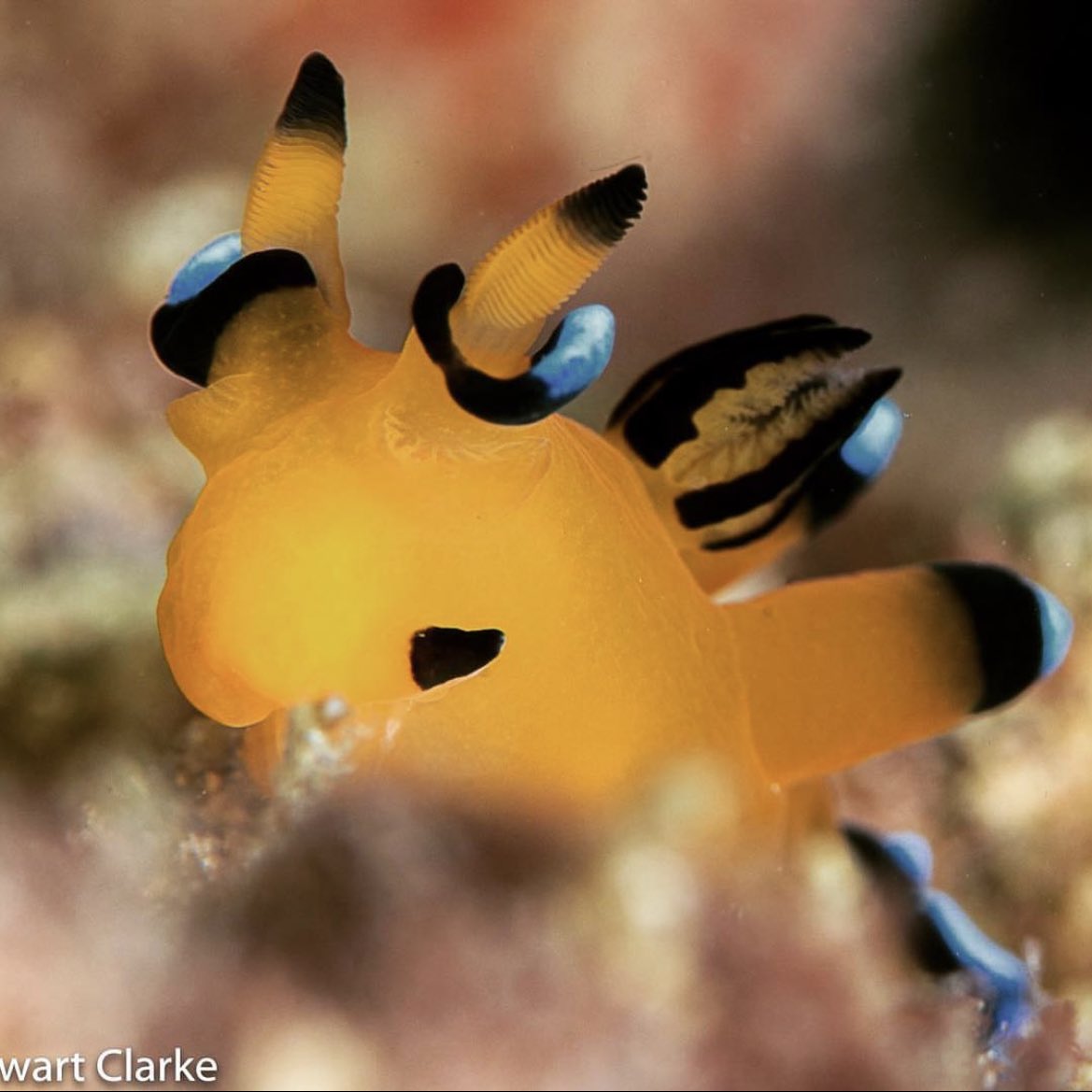 Pikachu Sea Slug