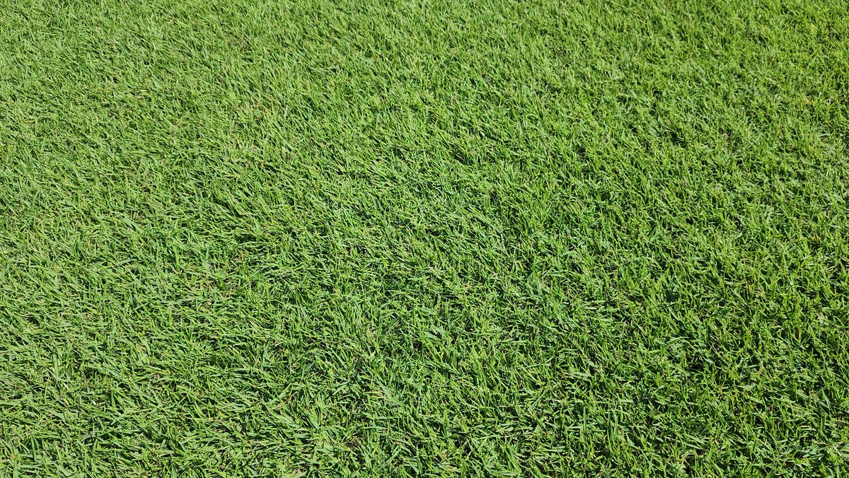 POGO – POGO Turf Pro