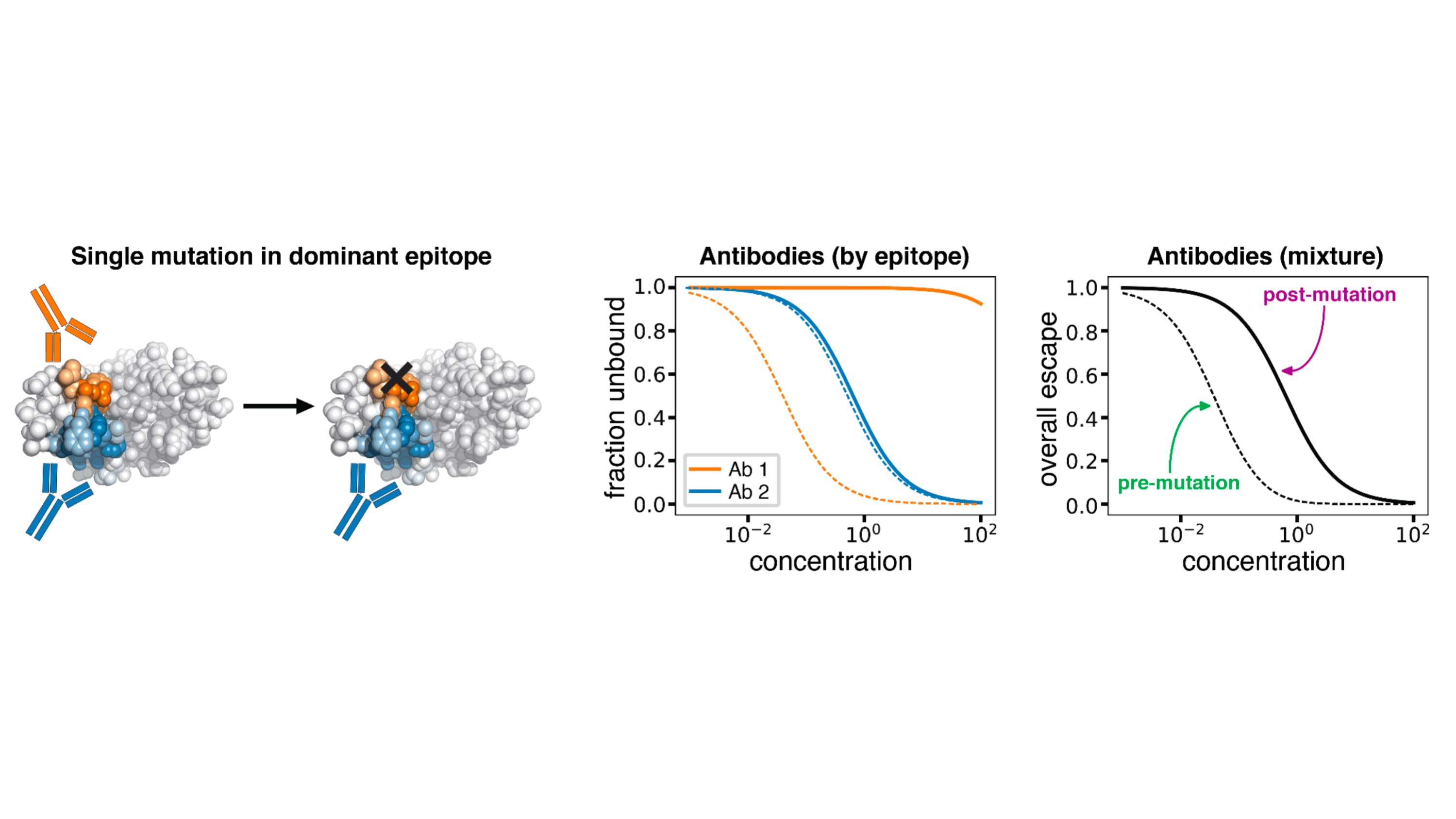 Bloom Lab on Twitter: "In new work, we formulate a biophysical model of viral escape from ...