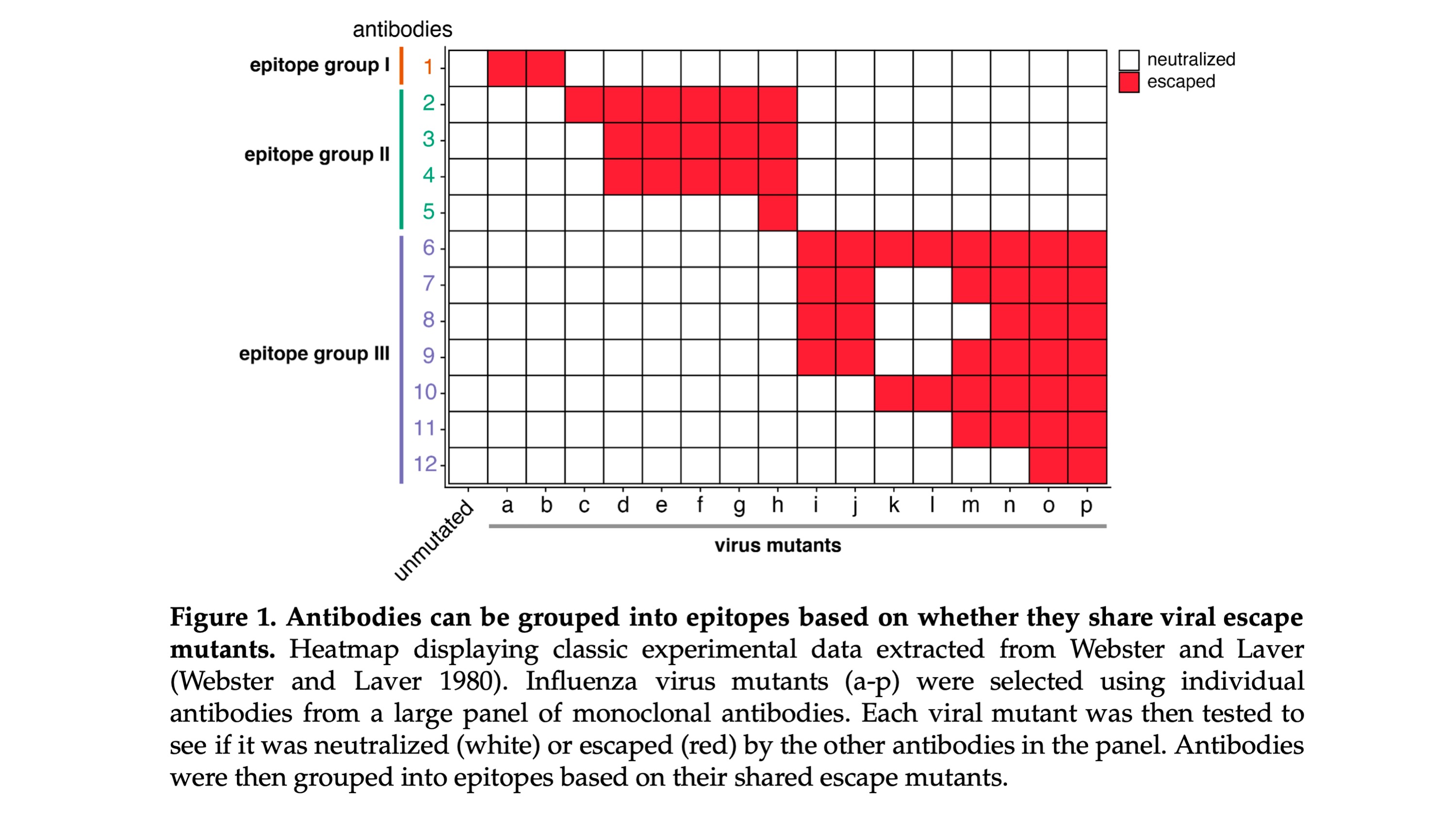 Bloom Lab on Twitter: "In new work, we formulate a biophysical model of viral escape from ...