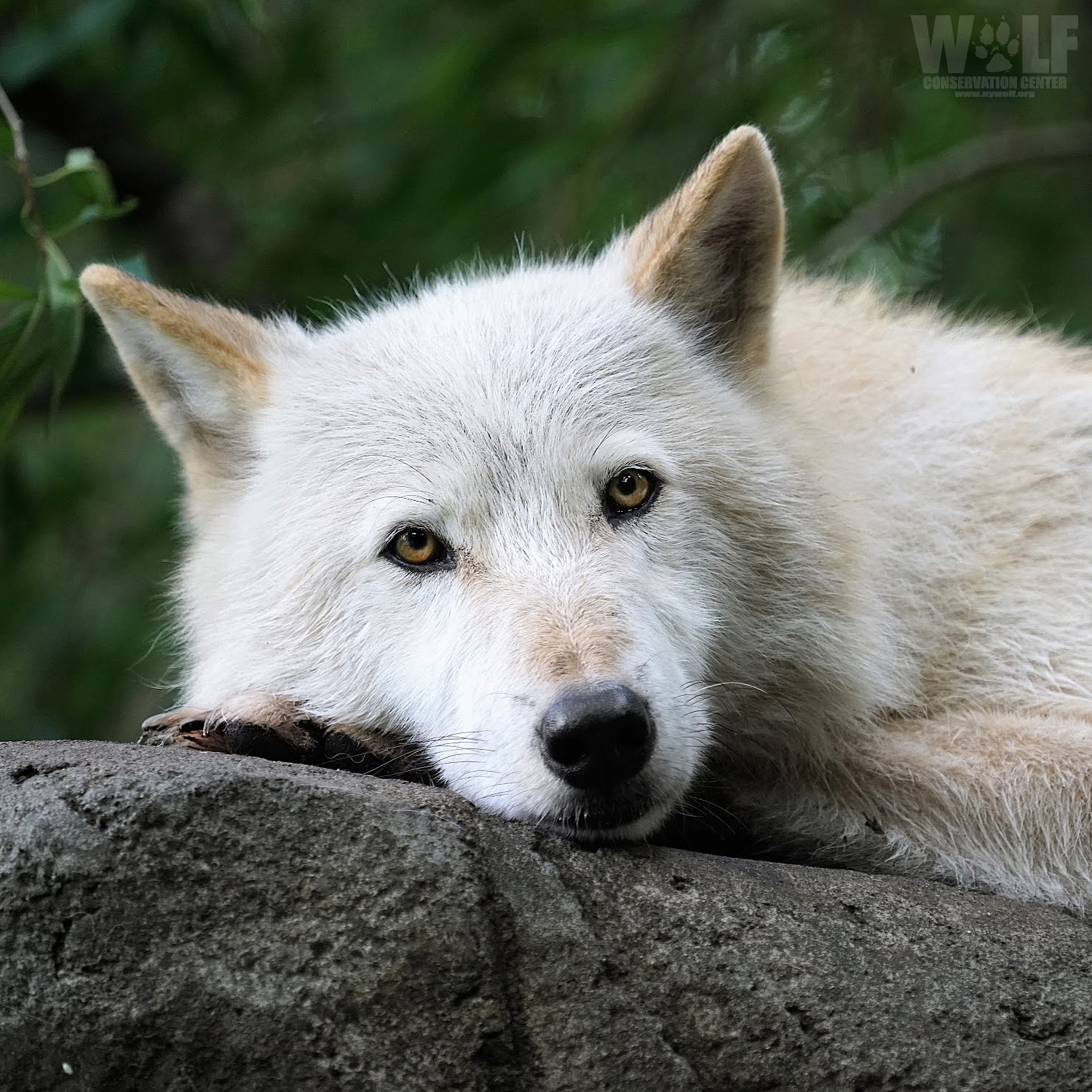 Light Grey Wolf With Blue Eyes