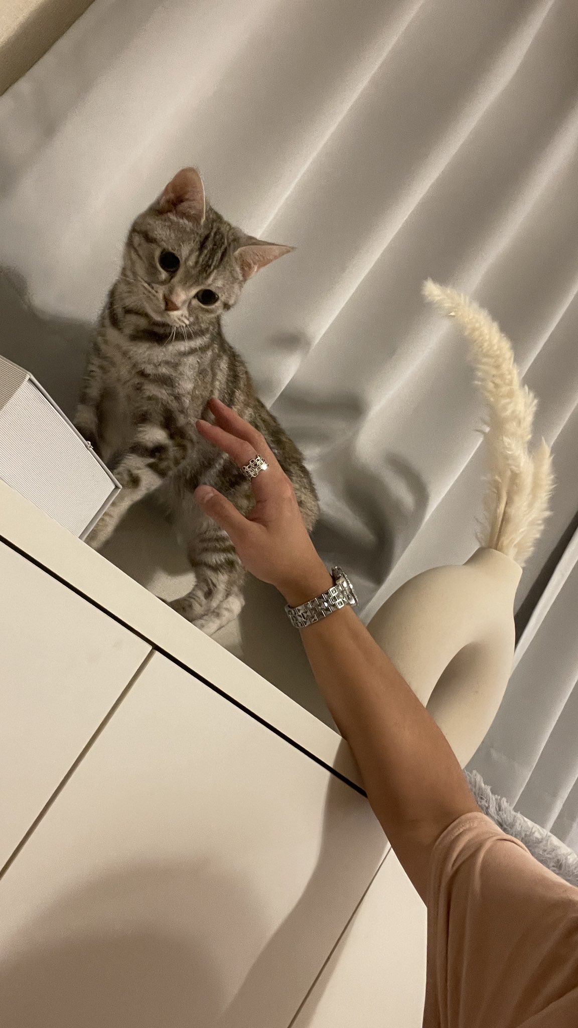 僕と猫とおうち暮らし (@boku_neko_house) / Twitter