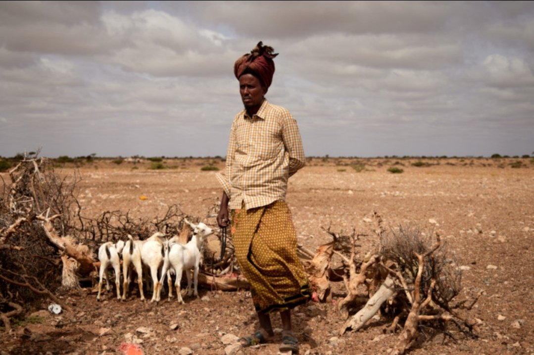 Herodotus on the proto-somalis (macrobians) A thread: - Thread from ...