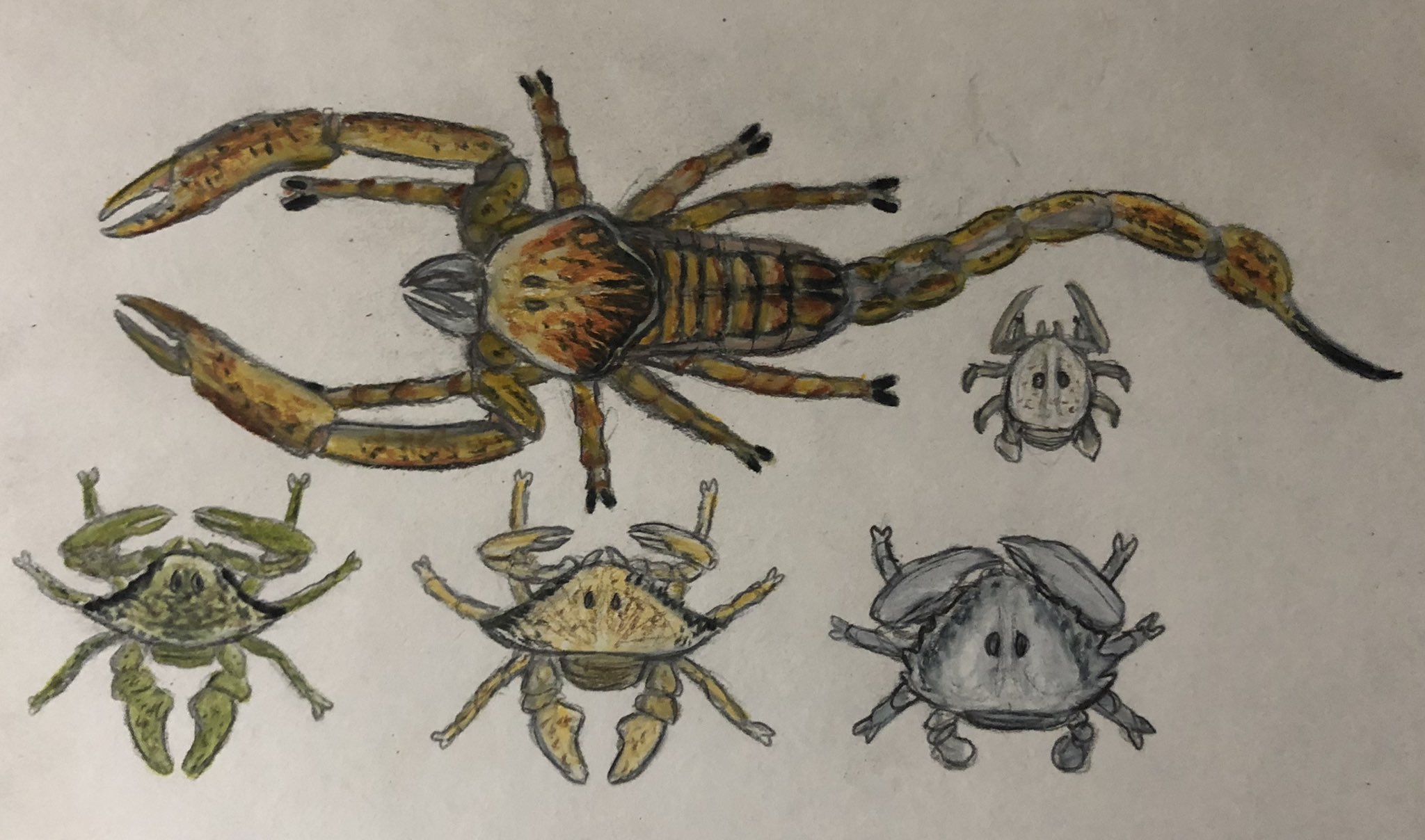 Marine Scorpion