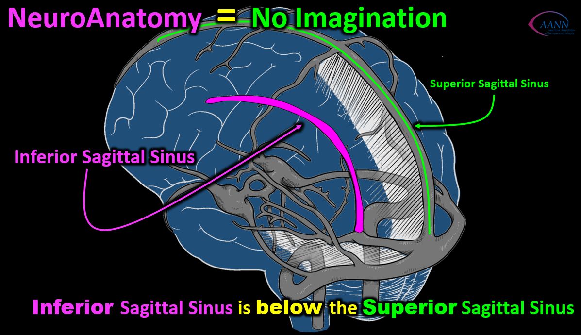Superior Sagittal Sinus