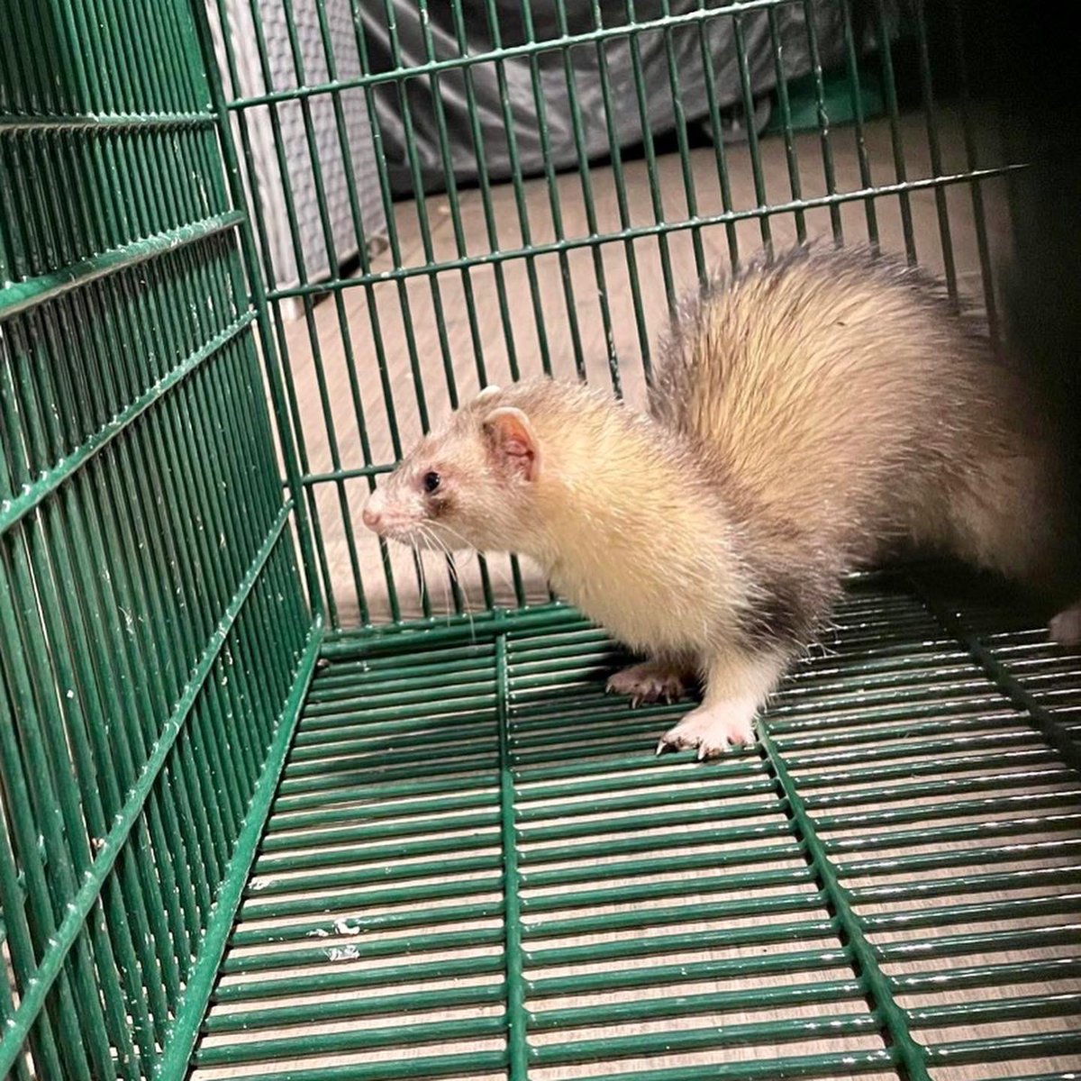 Thread by @LumpyandFriends on Thread Reader App – Thread Reader App