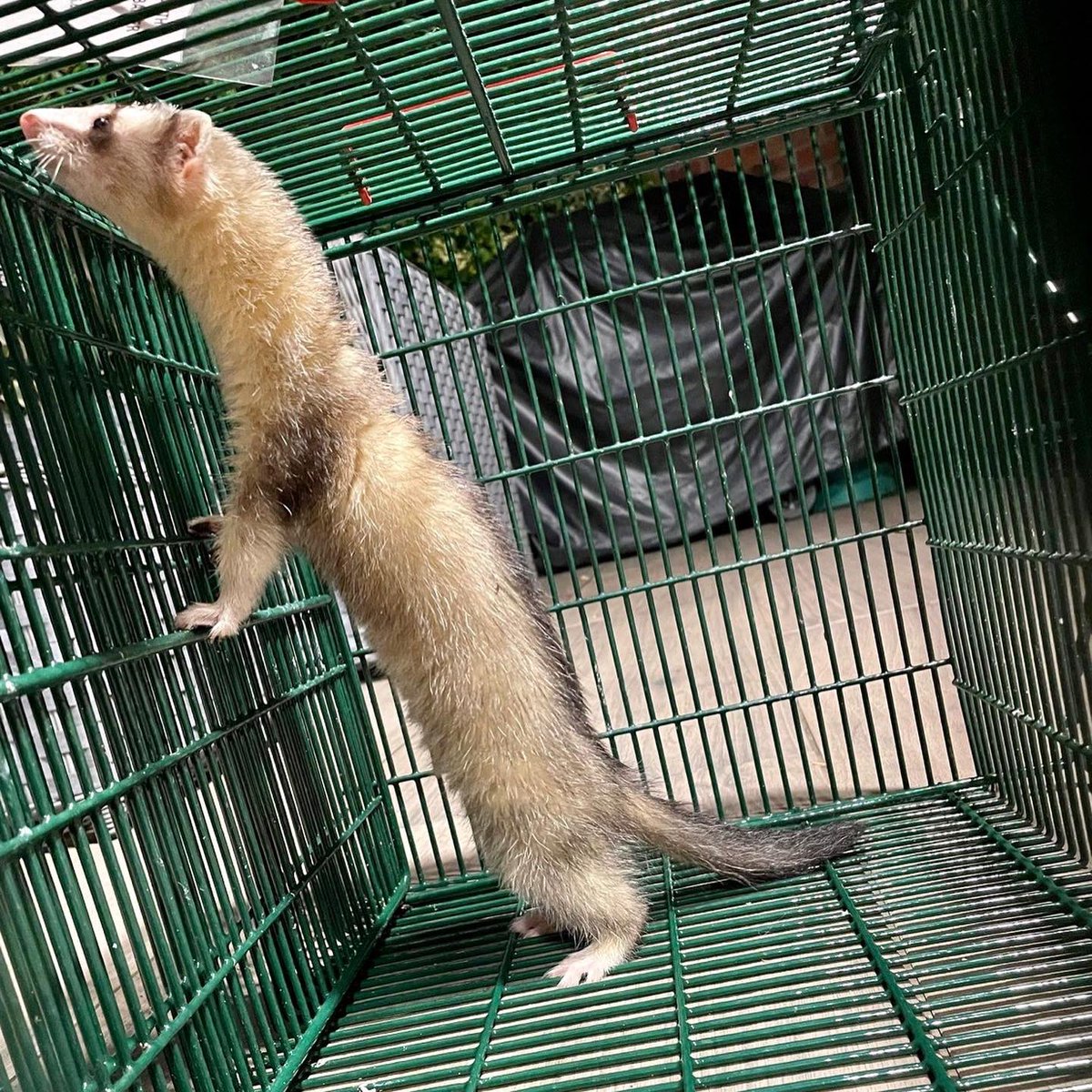 Thread by @LumpyandFriends on Thread Reader App – Thread Reader App