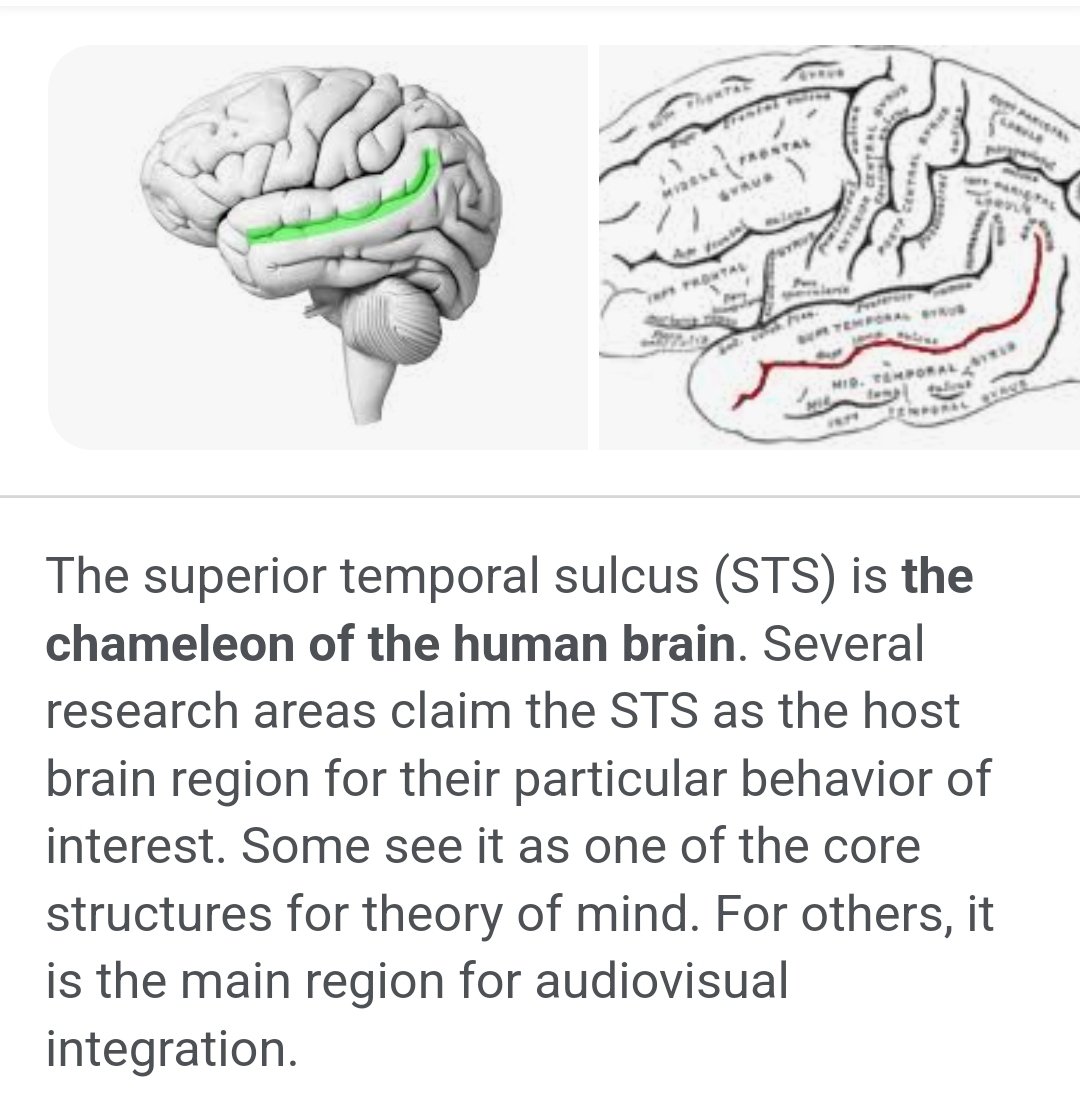아닙니다 STS는 표정 인식에 관련이 깊은 상측두구(superior temoral sulcus)입니다 (ㅈㅅ 보꾸ボク ...