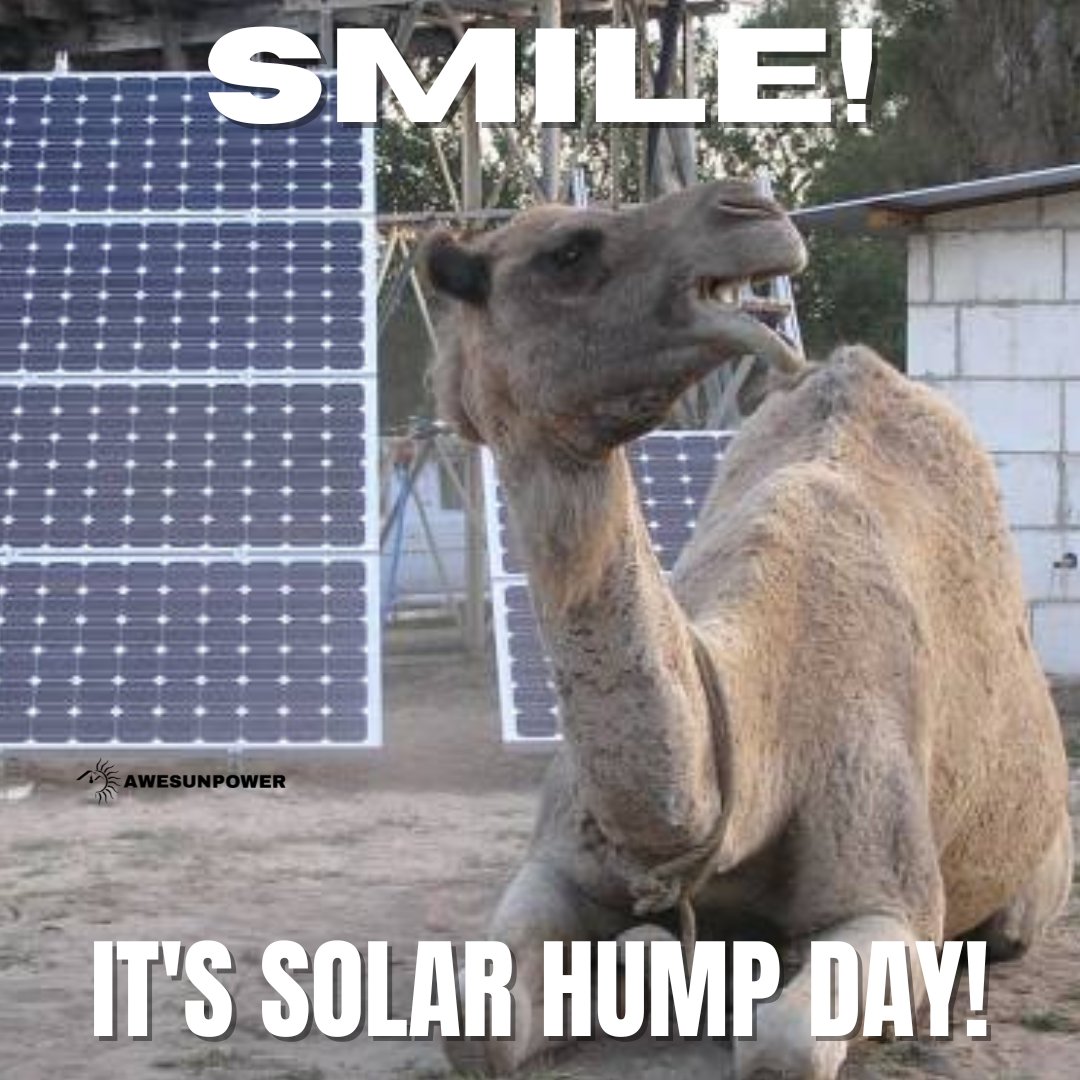Hump Day Meme Camel