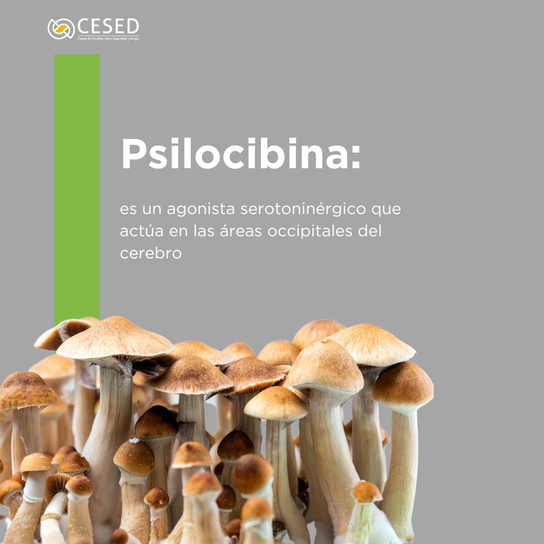 Psilocibina
