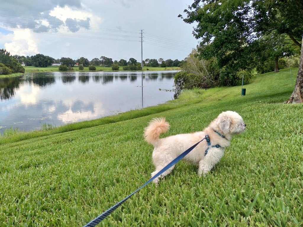 Trippy on Twitter: "Trippy Doggo enjoying a beautiful day! 🌞 https://t.co/tU12y4JlbR" / Twitter