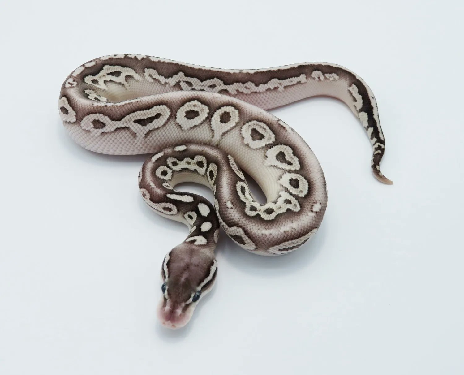 Pastel Lesser Ball Python
