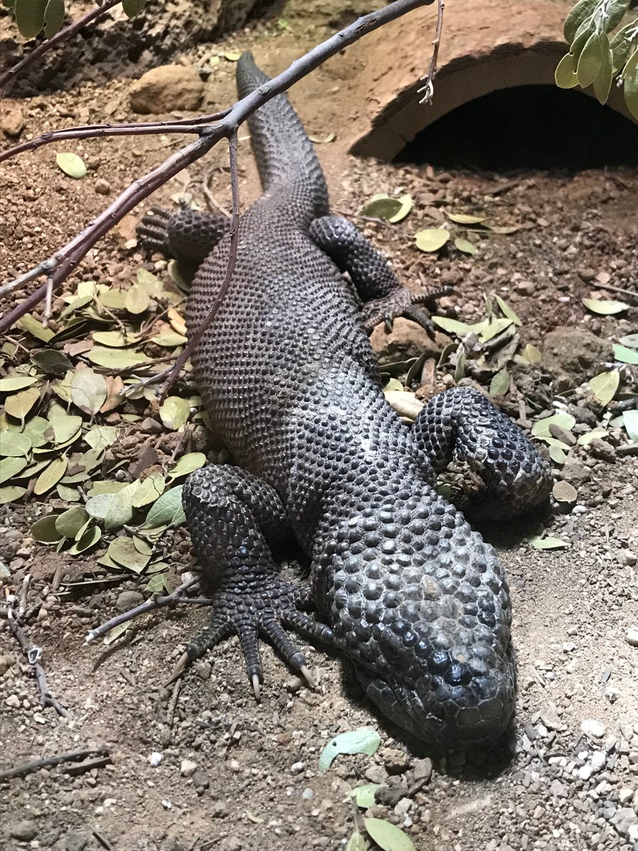 Lizards Every Hour 🏳️‍⚧️ LizardsDaily on Tumblr! on Twitter: "🦎 Chiapan Beaded Lizard ...