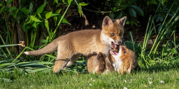 Bexhill Museum On Twitter RT SussexWildlife Back To School How bexhill-museum-on-twitter-rt-sussexwildlife-back-to-school-how