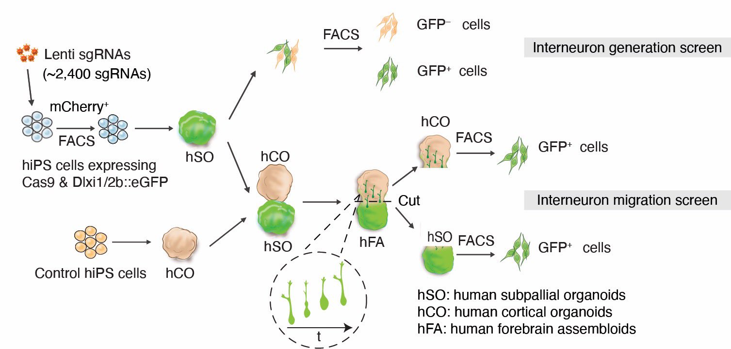 Interneurons Diagram
