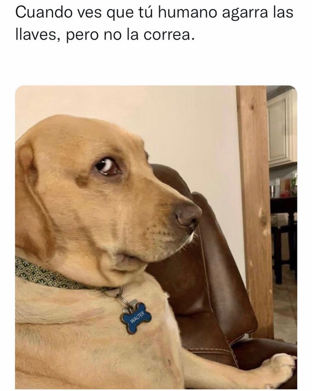 Imagenes Del Perro Memes Por Qué Twitter Cambió Su Logo Por El Meme