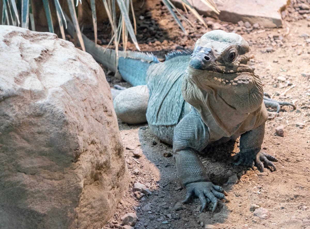 Denver Zoo on Twitter: "Rex, our rhinoceros iguana, is all smiles as he wishes you a happy # ...