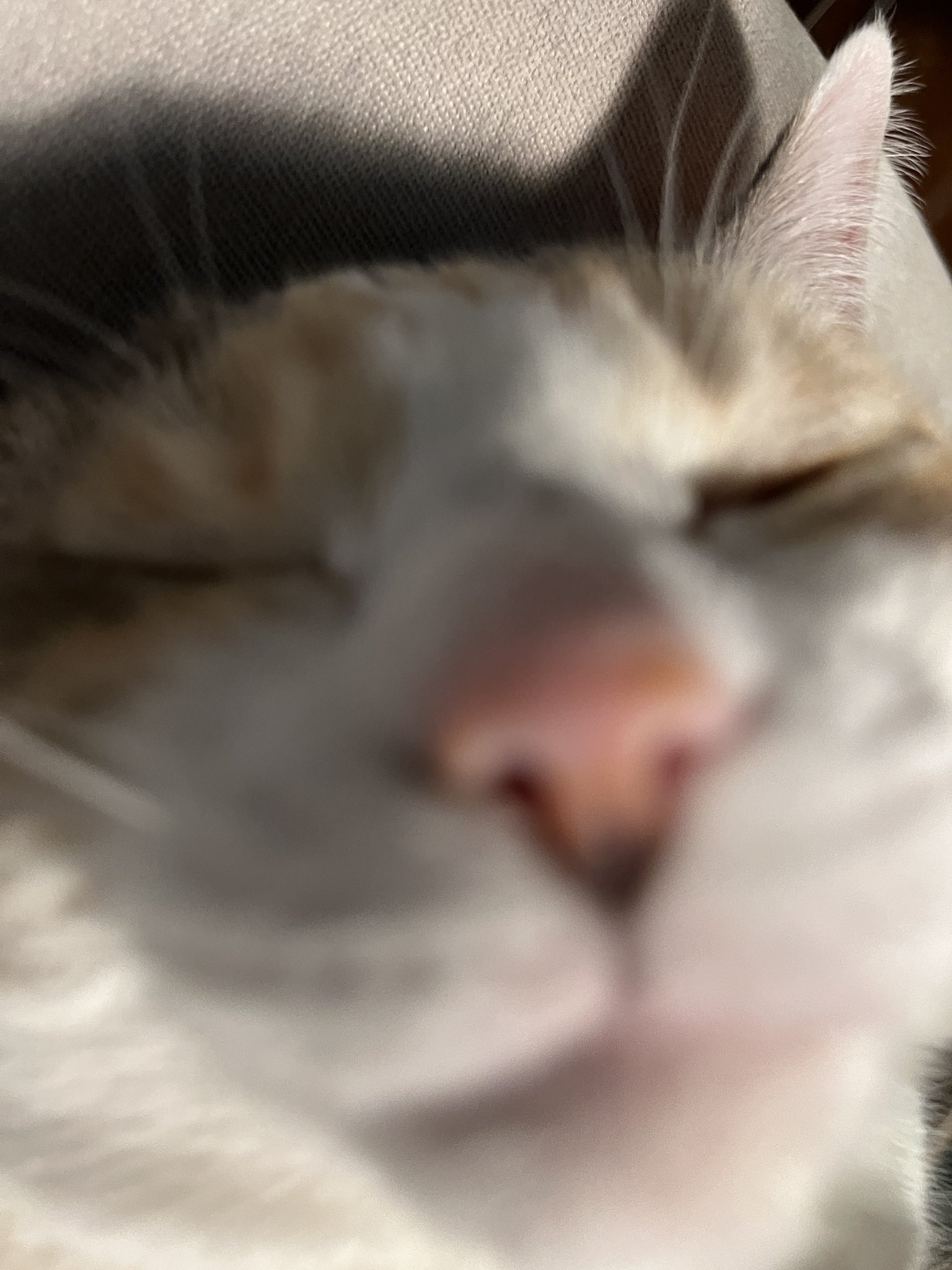 Panko A. Cat’s Mom on Twitter: "Mood https://t.co/1B9g4Eetb2" / Twitter