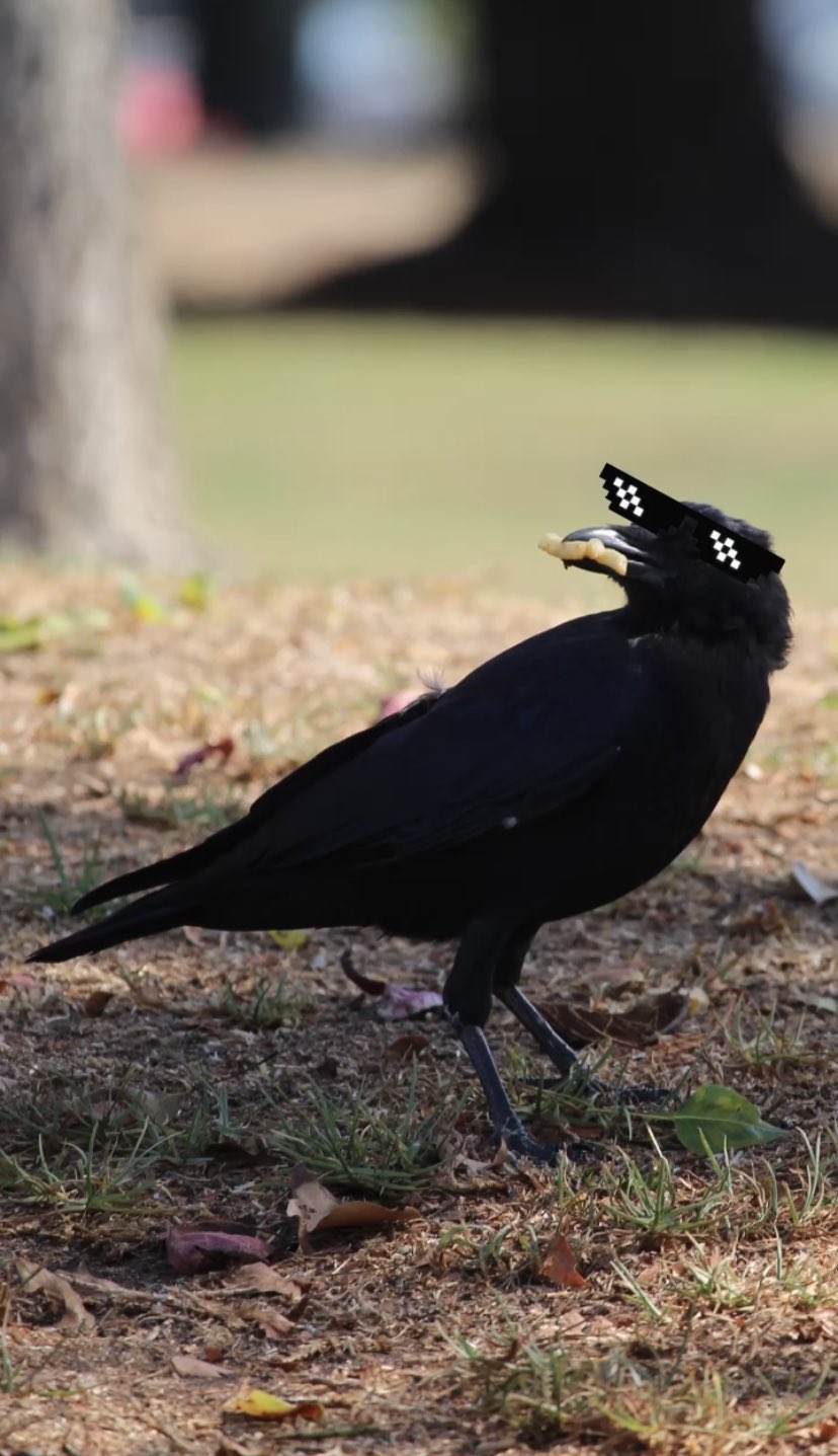 TW Pornstars - Phoebe Queen. Twitter. French fry crow, thug life, Gang ...