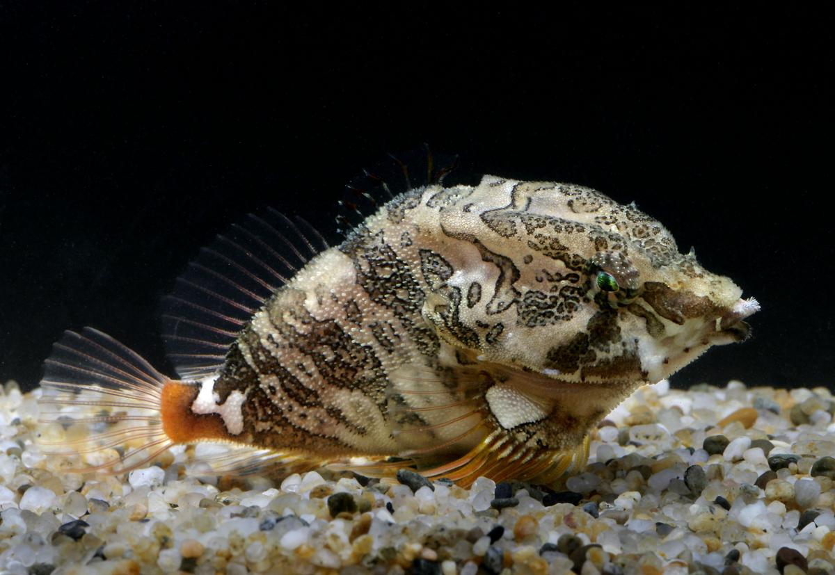 Mottled Sculpin Aquarium