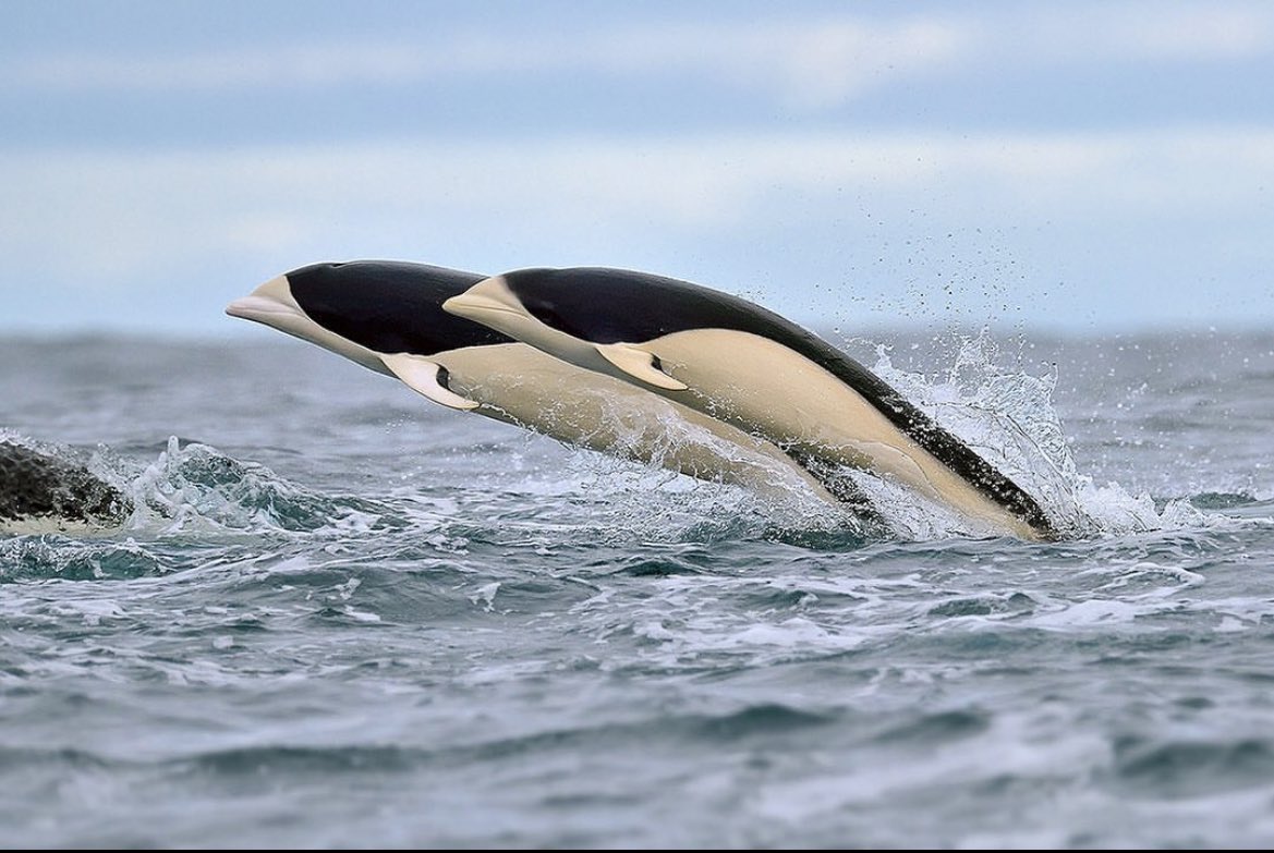 Right Whale Dolphin