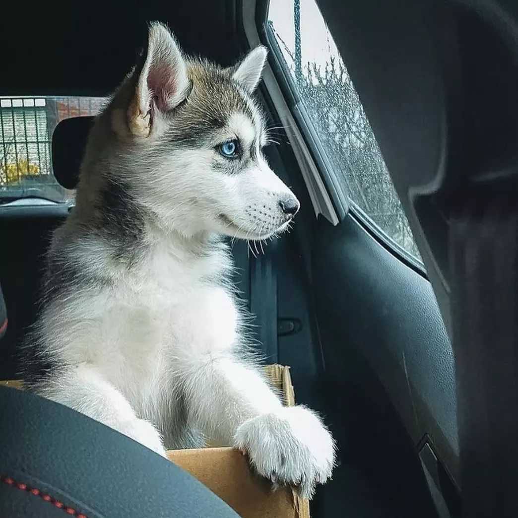 Husky Lover on Twitter: "cute or not?🥰 #husky #huskytwitter #dog https://t.co/GzUIlXRJn3" / Twitter