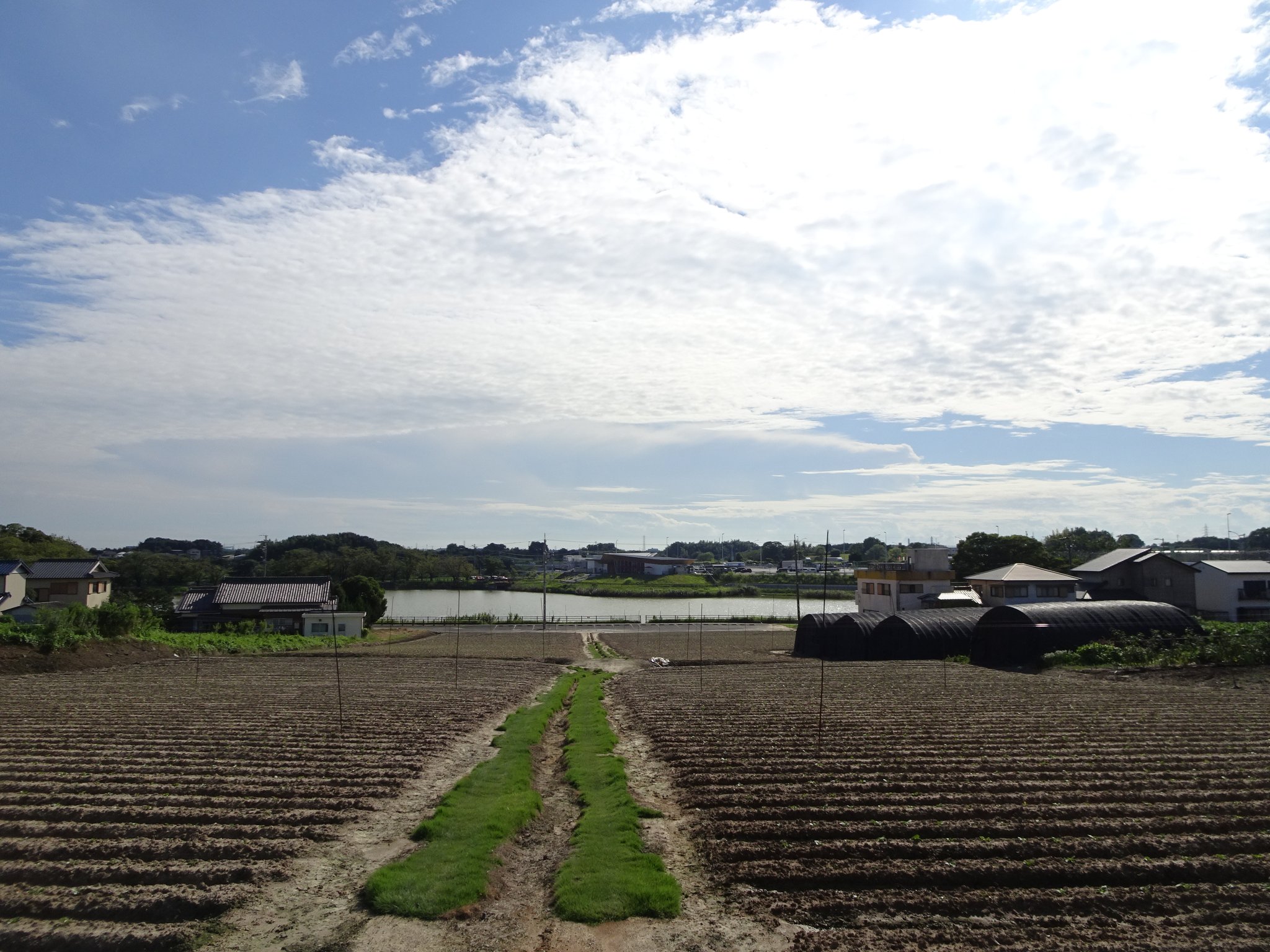 Ruby & Emmeline on Twitter: "白魦池（しらはいけ）のカワウ 丘を越えてきたが、今日はサギはいないな。 #大府市 https://t.co/wZg6Iyq0B2 ...