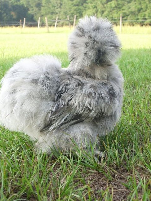 Splash Silkie Chicks