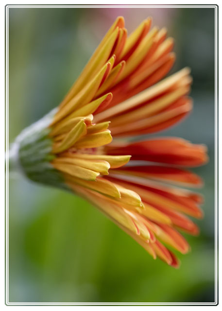 Darren Smith Photography On Twitter Bright Orange And Yellow Petals darren-smith-photography-on-twitter-bright-orange-and-yellow-petals