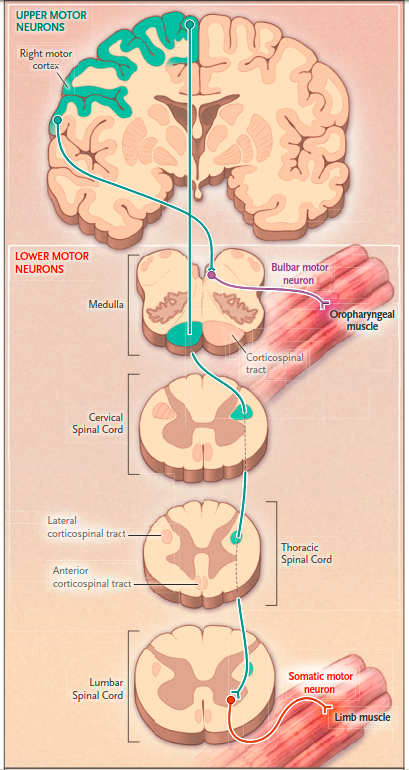 Upper Motor Neuron Anatomy