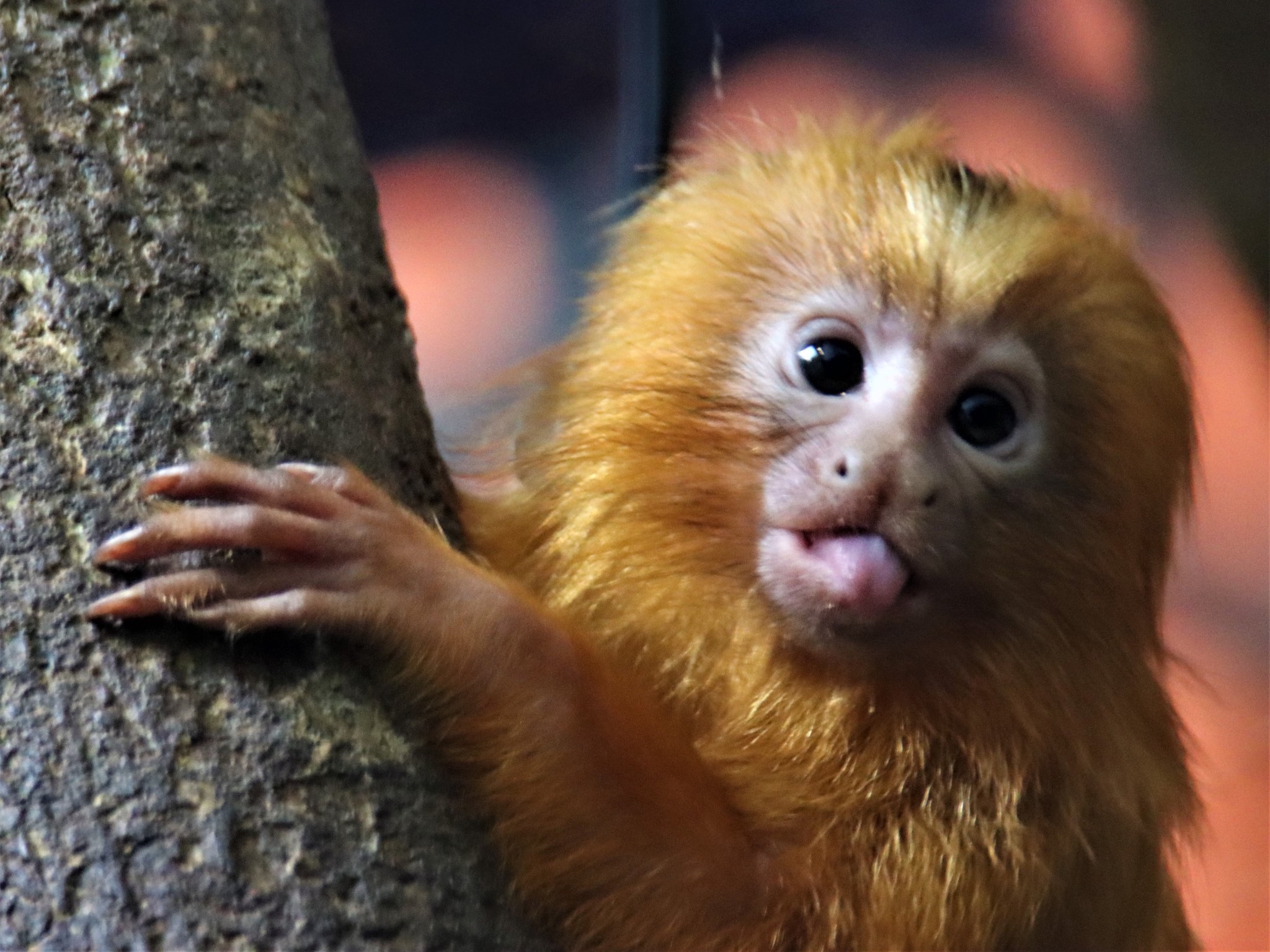 Baby Golden Lion Tamarin Monkey