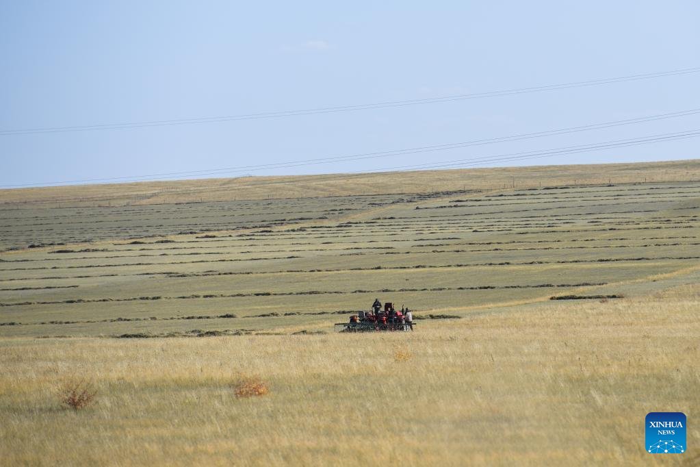 Xinhua Indonesia on Twitter: "Intip kesibukan sejumlah penggembala di padang rumput yang ...