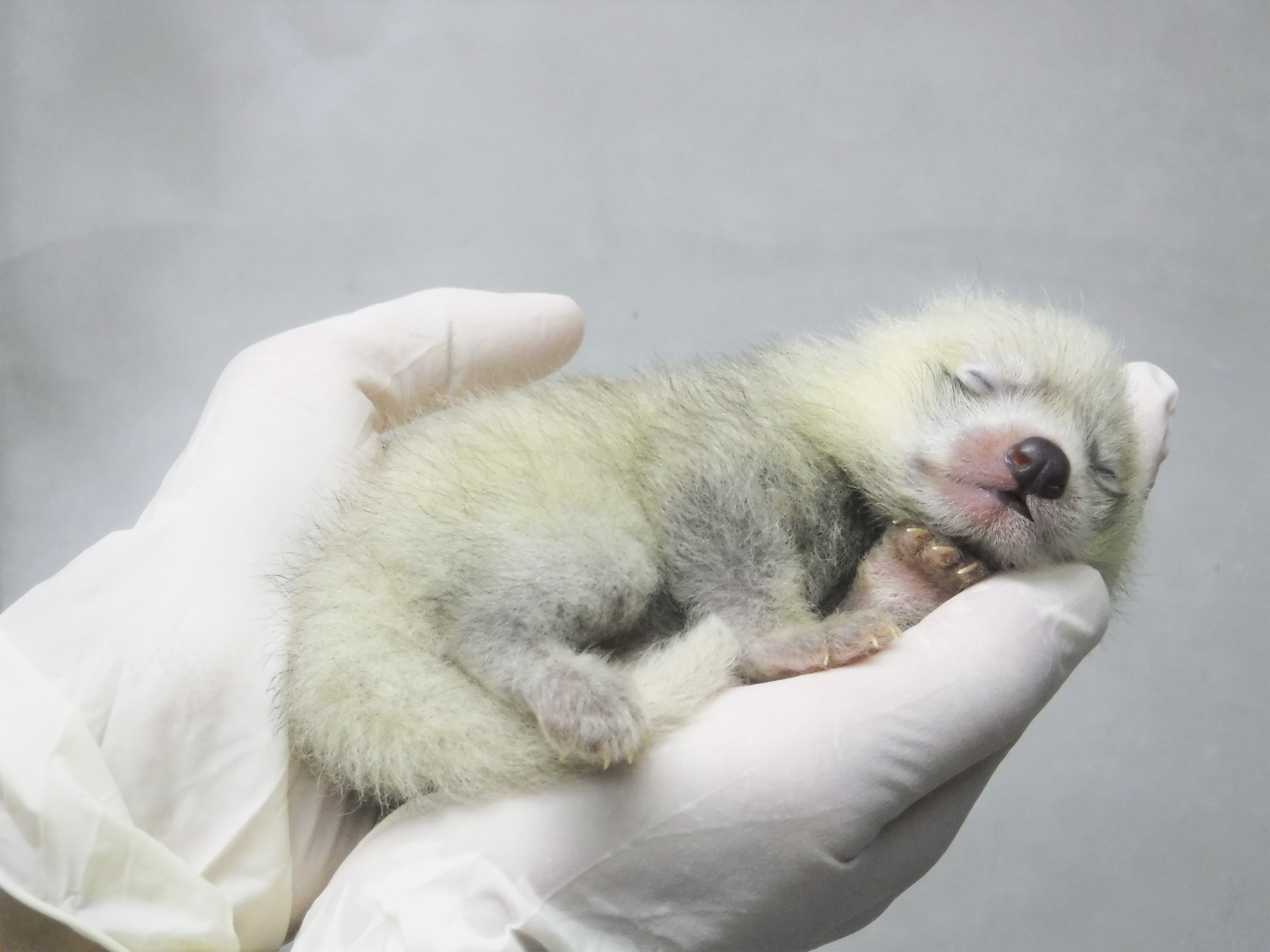 なかっち on Twitter: "RT @nhdzoo_szga: 日本平動物園【新商品情報】 9月11日(日)より新たに日本平動物園オリジナルぬいぐるみが販売になります( `ー´)ノ 詳細 ...